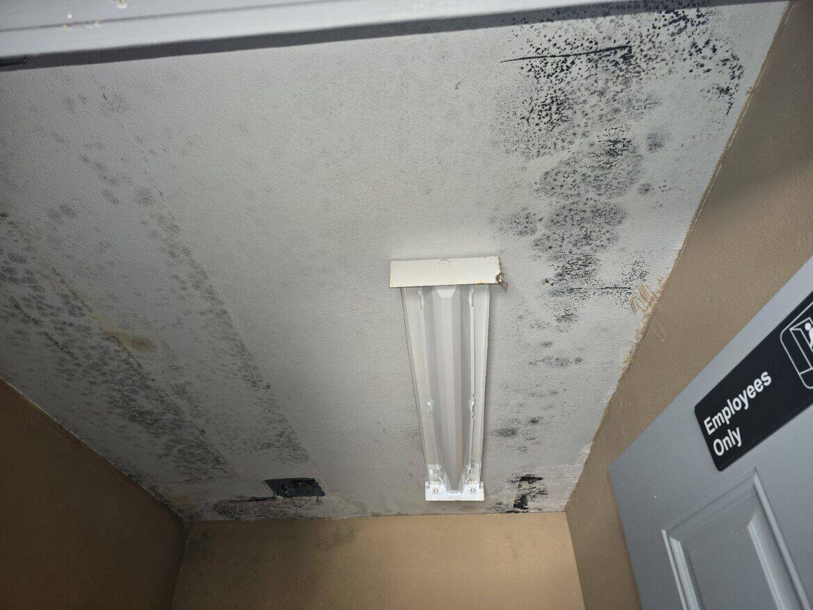 Mold Exposure Symptoms, Tests, and Treatment Options - The Mold Facts