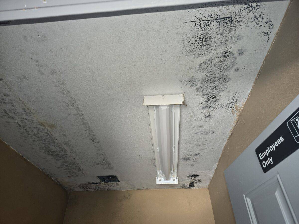 Symptoms of Mold Exposure: Tests and Treatment Solutions