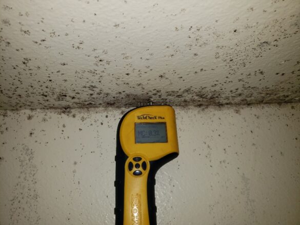 What is The ERMI Test and Why Is a Certified Mold Inspection Better ...