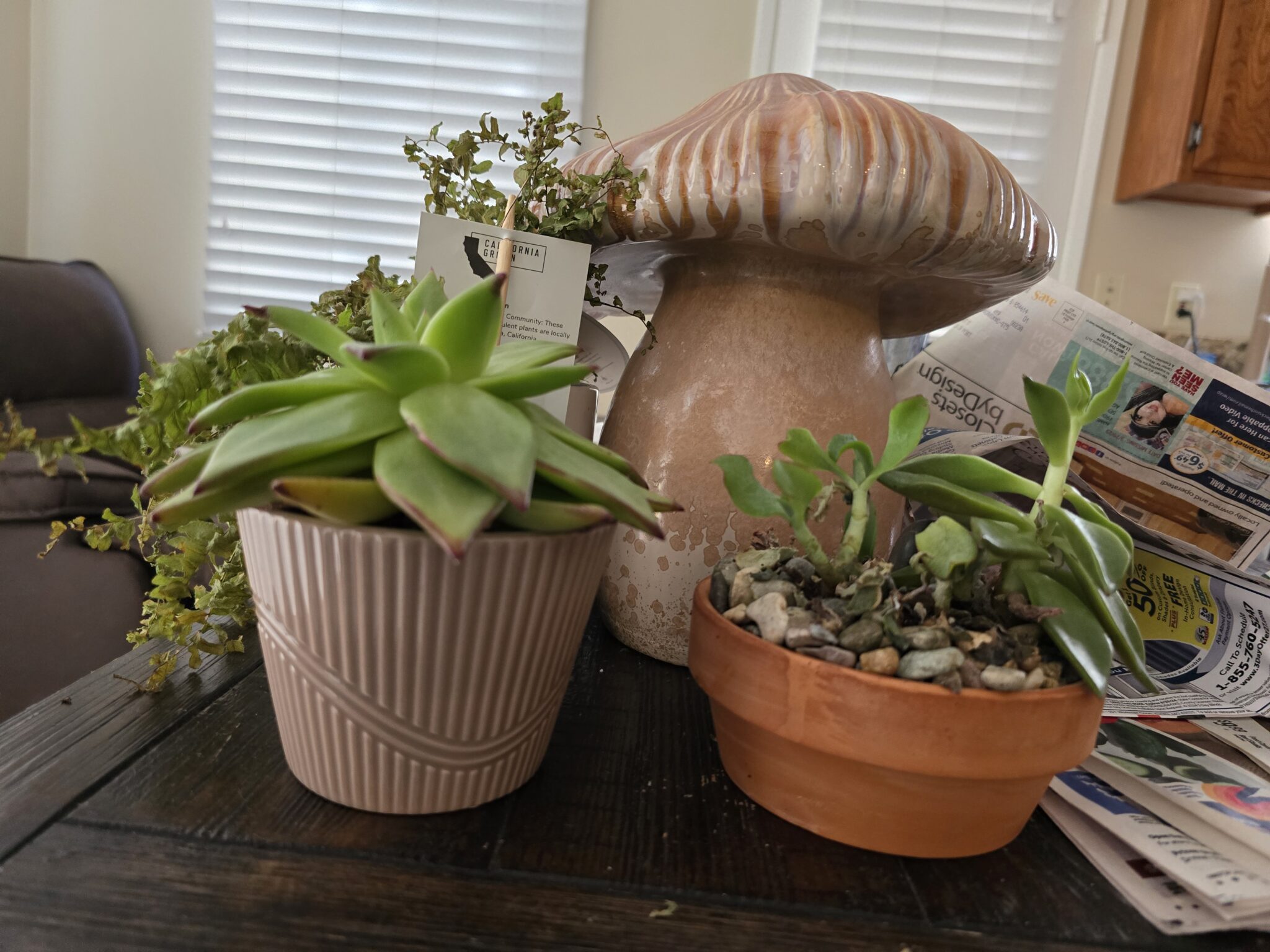 How Mold Can Take Over Your Indoor Plants – The Mold Facts