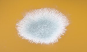 White Mold or Just Salts? The Fast Way to Tell (and Fix It) - The Mold ...