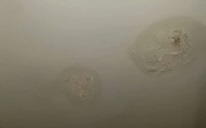 White Mold or Just Salts? The Fast Way to Tell (and Fix It) - The Mold ...